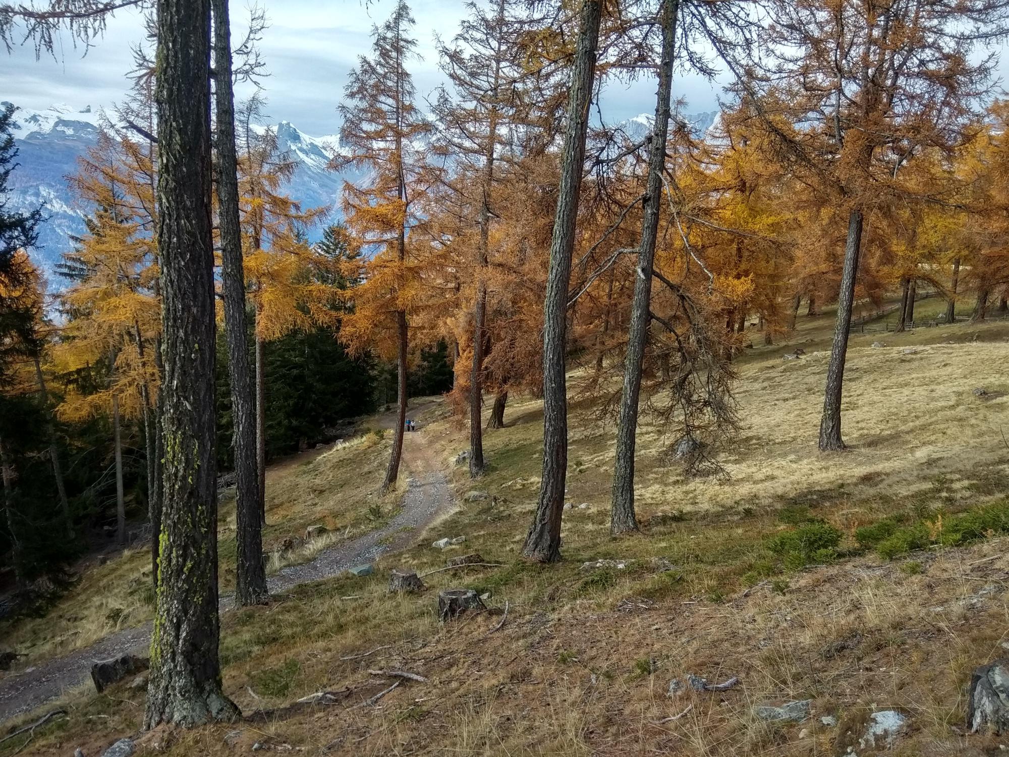 Publications - Mathias Scharmann